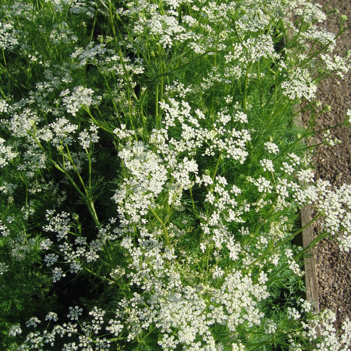Kommen Carum carvi - Køkkenhaven - Albinus Frø