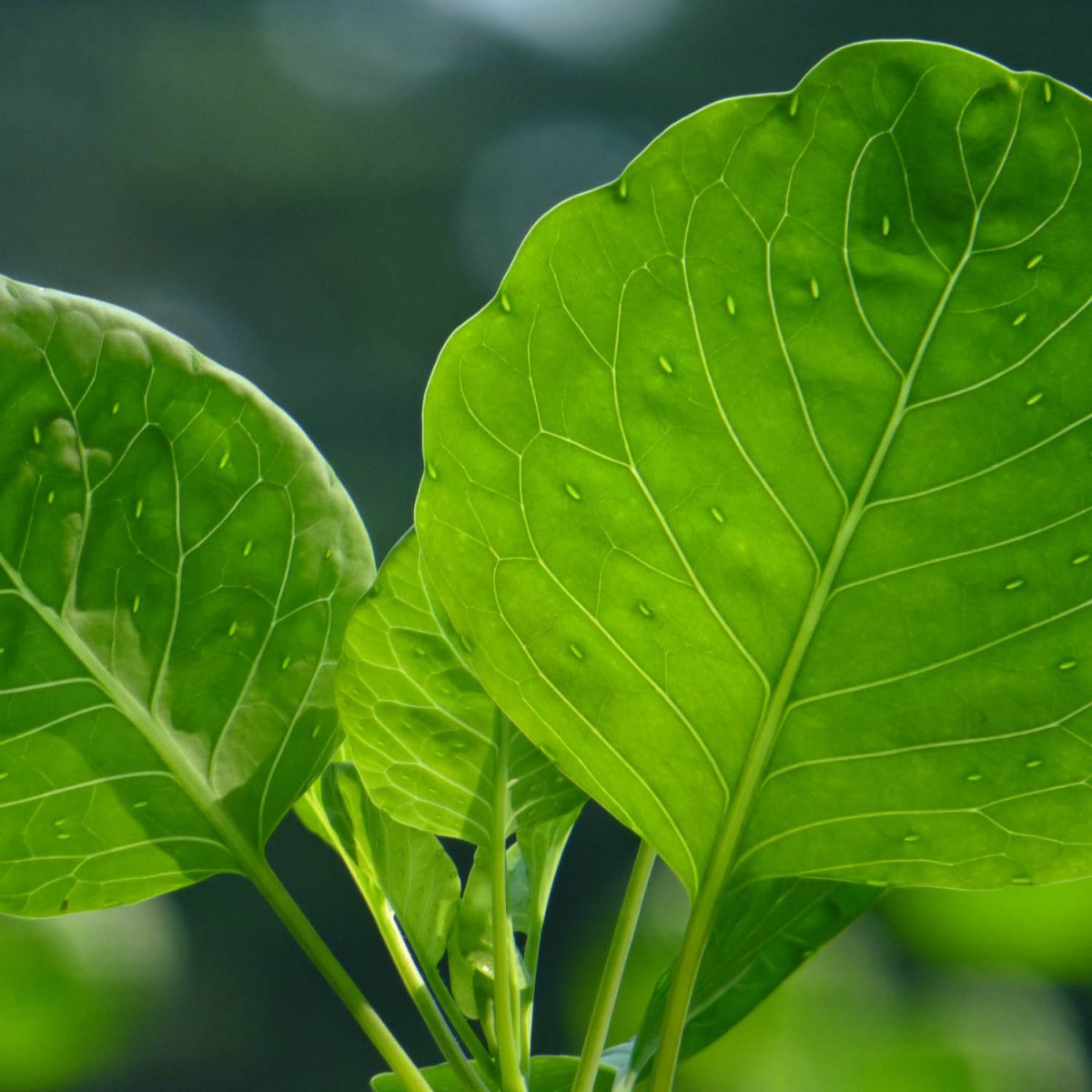 Papalo, quillquina Porophyllum ruderale - Køkkenhaven - Albinus Frø