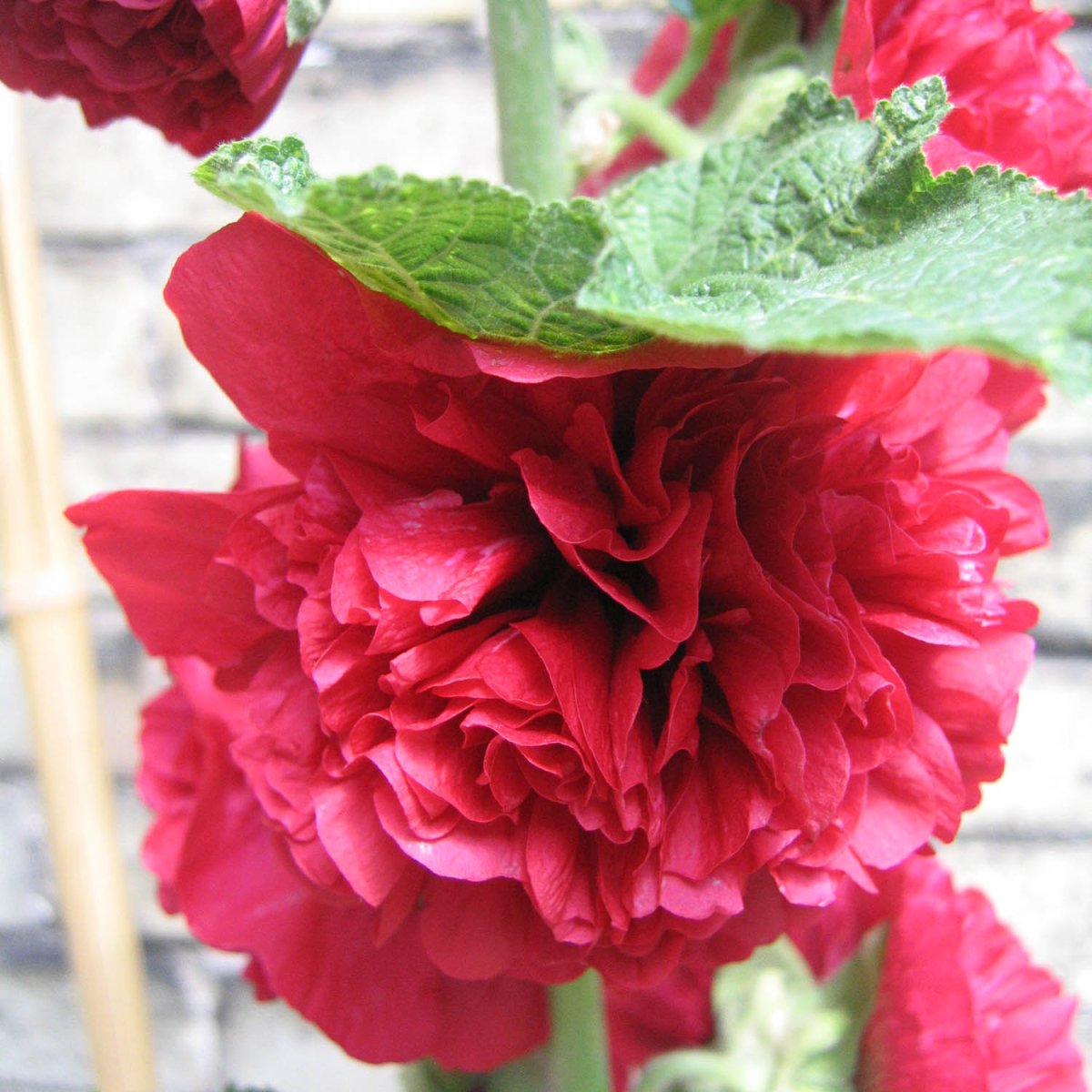 Stokrose 'Chater Scarlet' Alcea rosea - Prydhaven - Albinus Frø