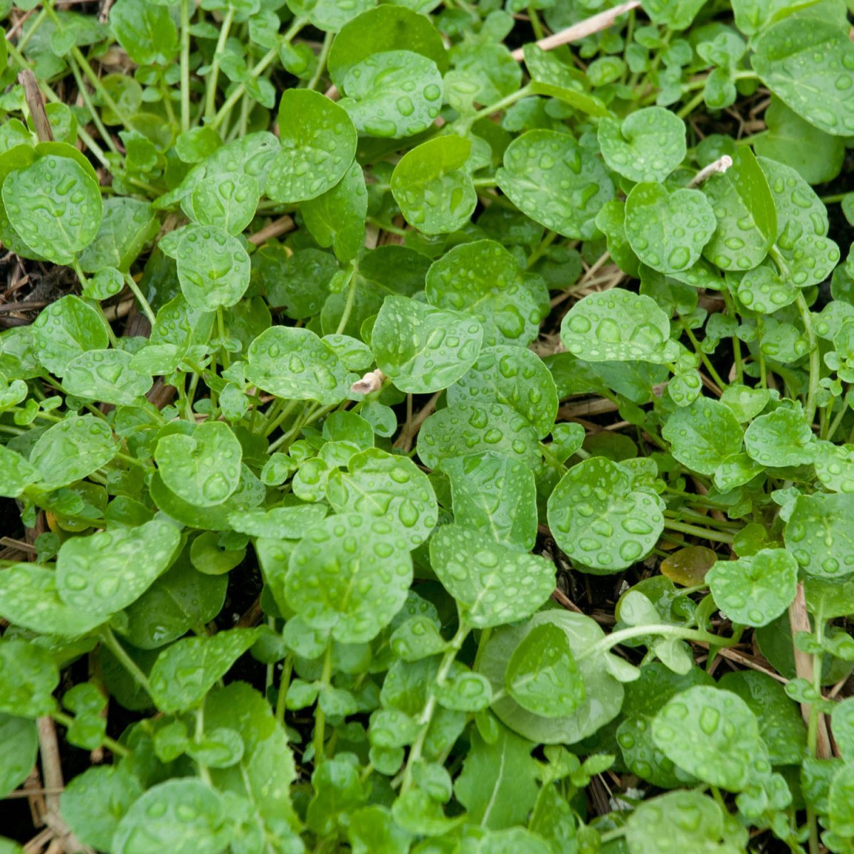 Vinterkarse, langskulpet - Amerikansk karse Barbarea verna ...