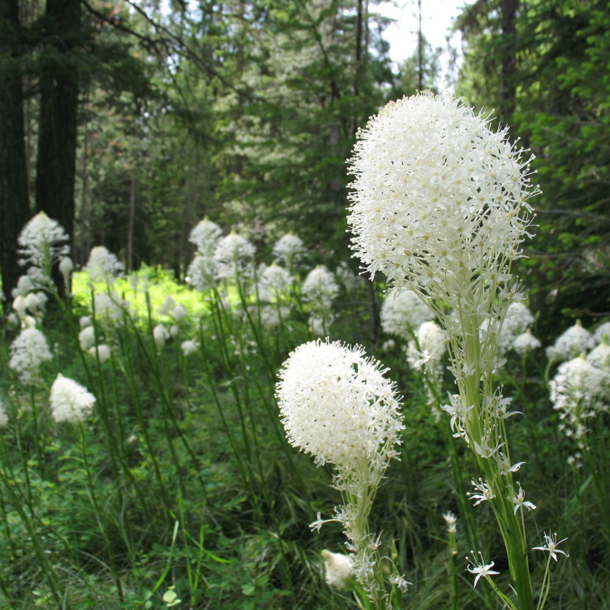 Bear Grass, 'Bjørnegræs' Xerophyllum tenax - Prydhaven - Albinus Frø