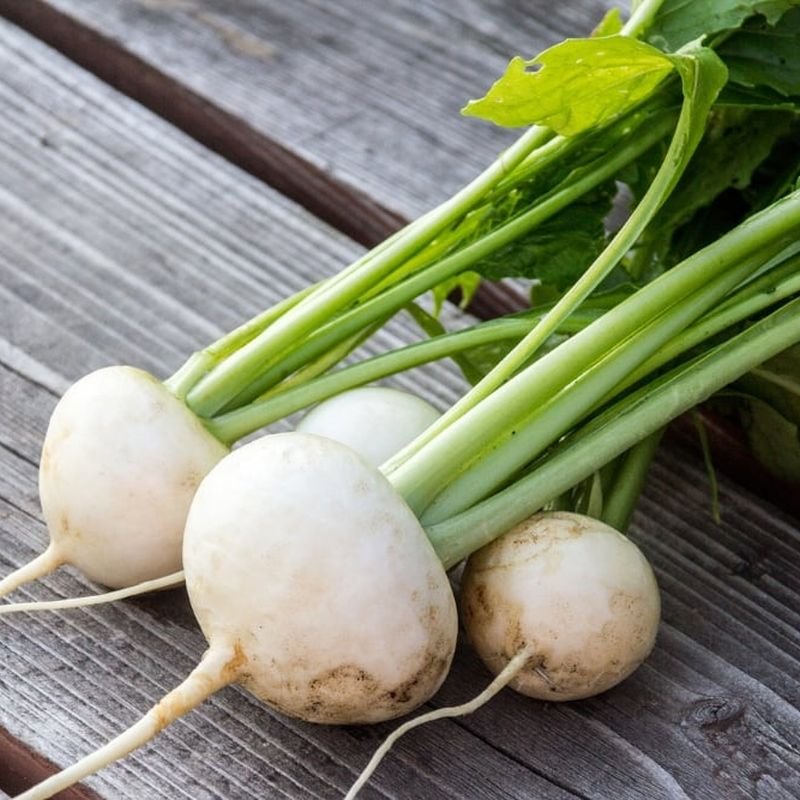 Hakurei, Japansk majroe 'Tokyo Cross' F1 Brassica rapa var rapifera ...