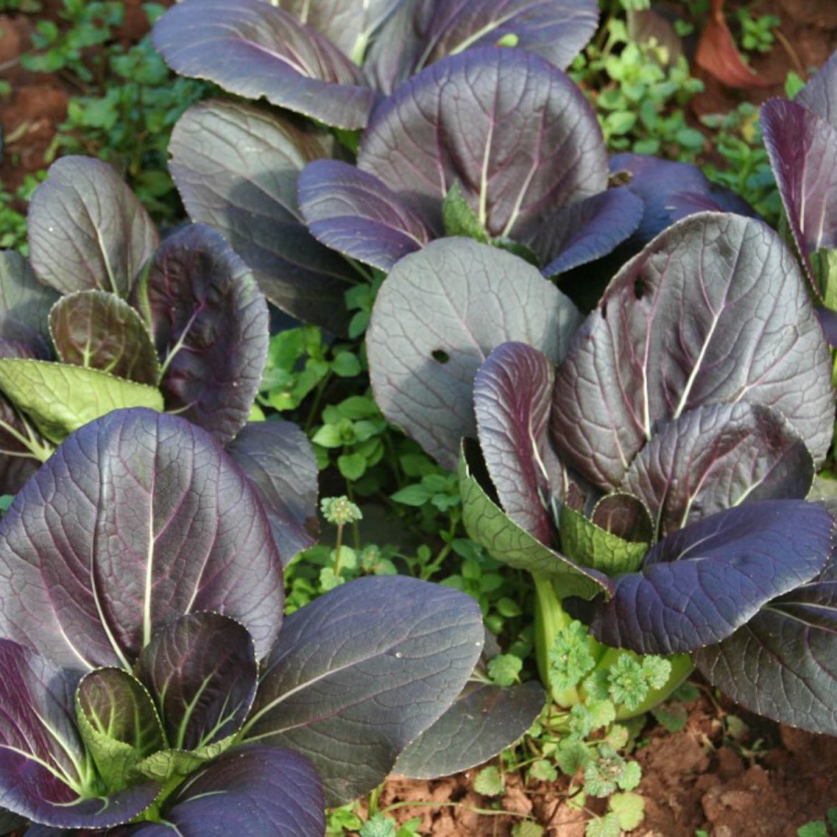 Komatsuna 'Comred' F1 Brassica rapa supsb. perviridis - Køkkenhaven ...