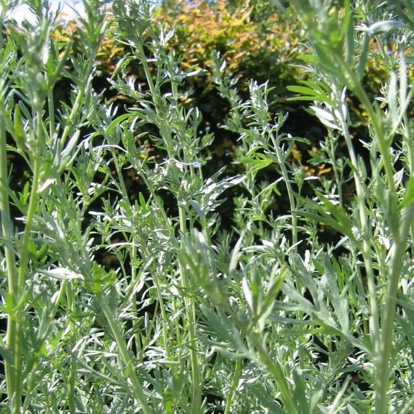 Malurt, Have- Artemisia absinthium - Prydhaven - Albinus Frø