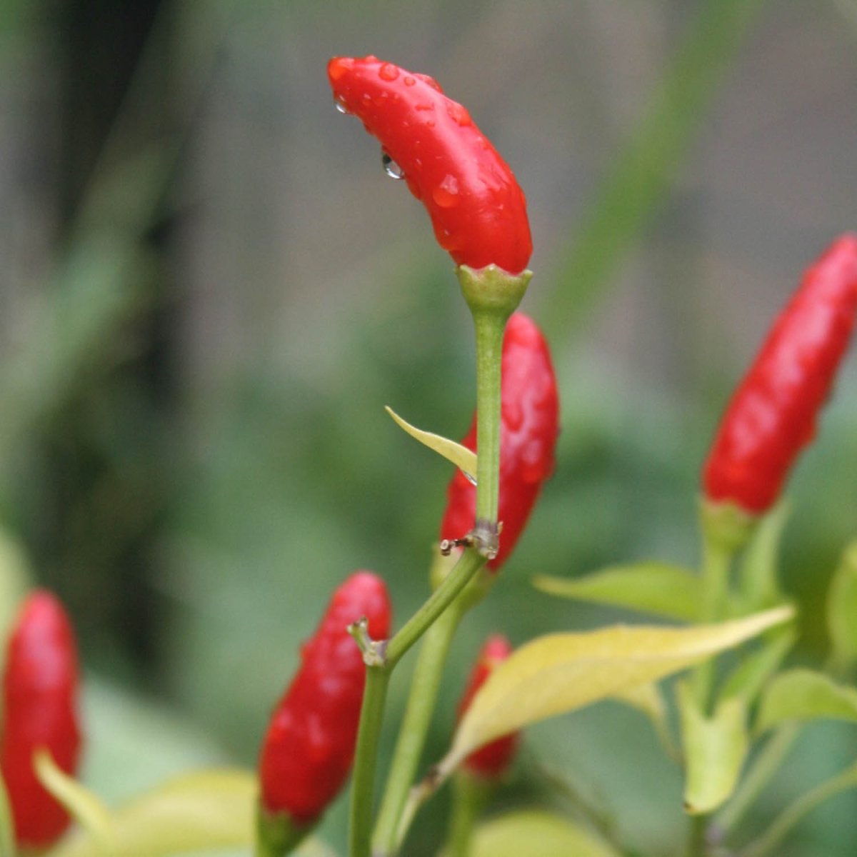 Chili 'Demon Red' Capsicum annuum - Køkkenhaven - Albinus Frø
