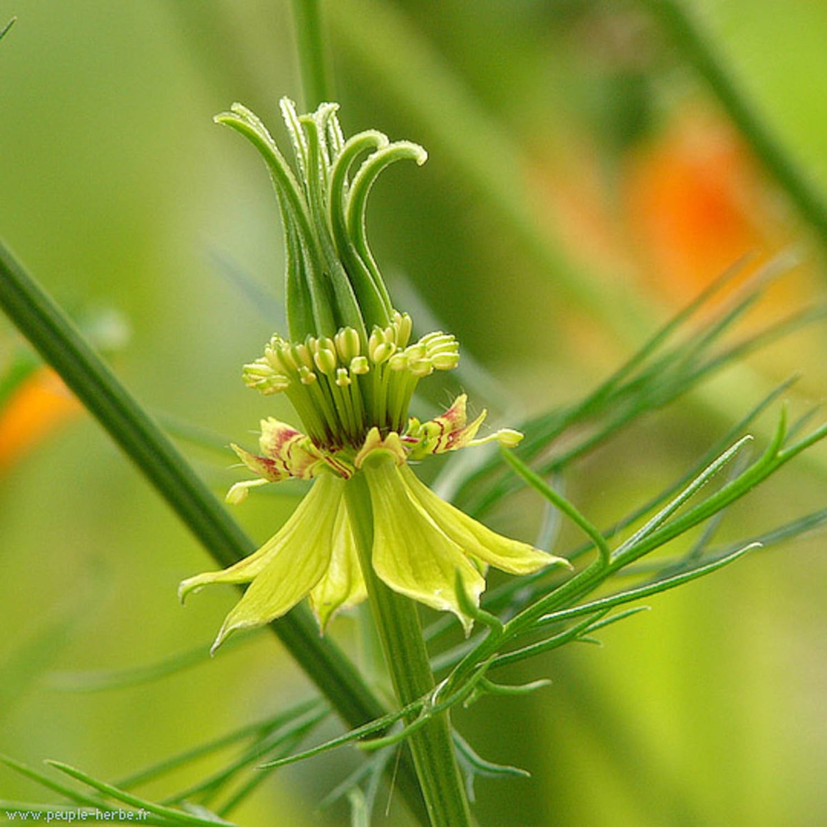 Nigella, orientalsk 'Transformer' Nigella orientalis - Prydhaven ...